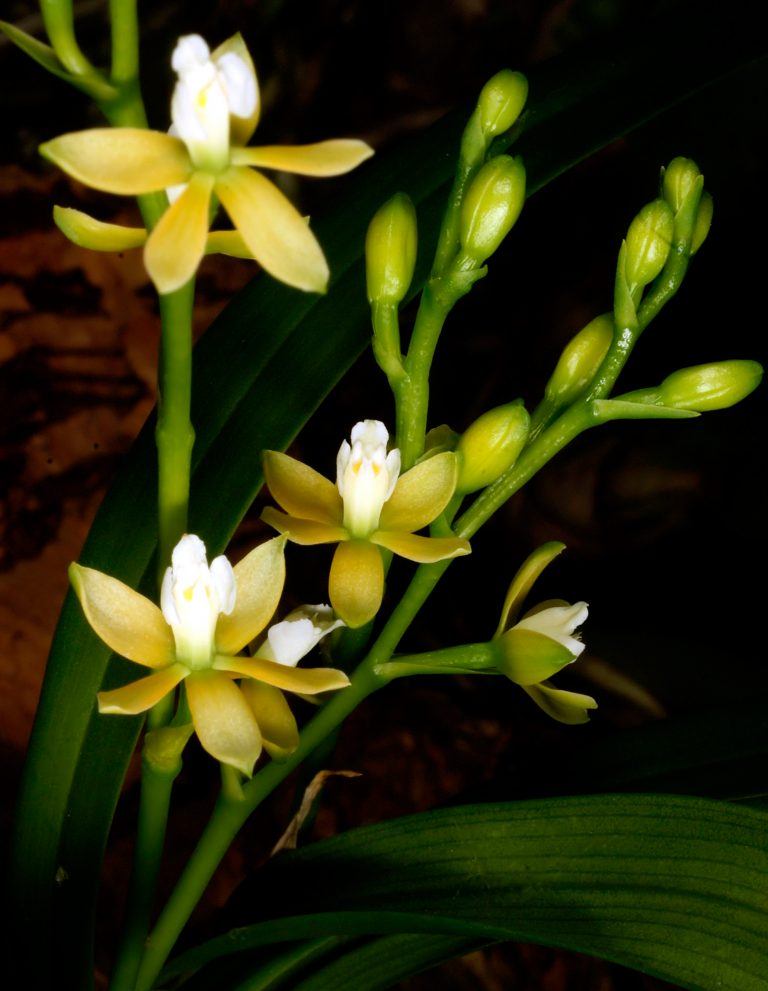 Prosthechea ochracea – InfoIarna