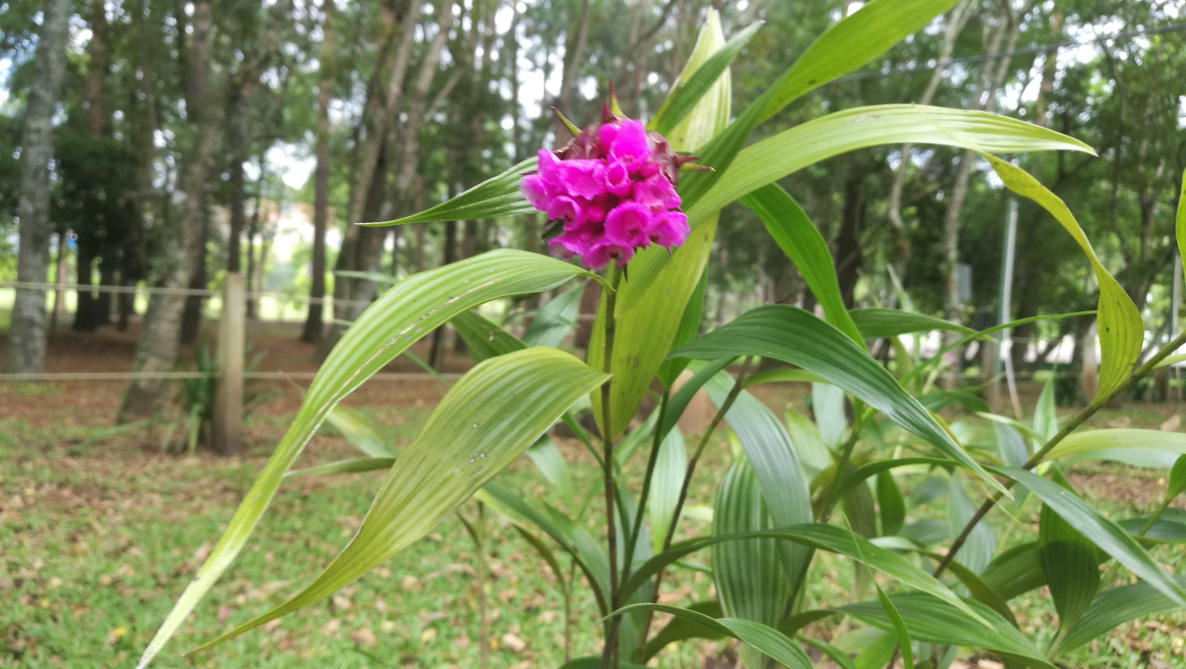 Elleanthus capitatus – InfoIarna